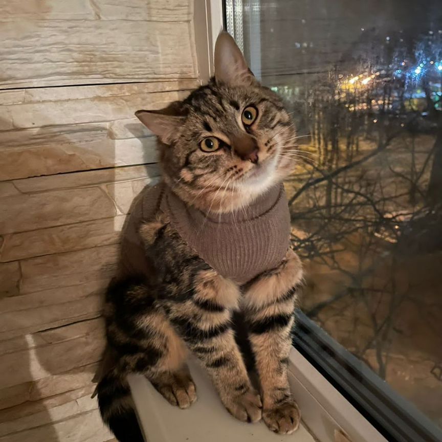 Котенок-тигруля 6 месяцев