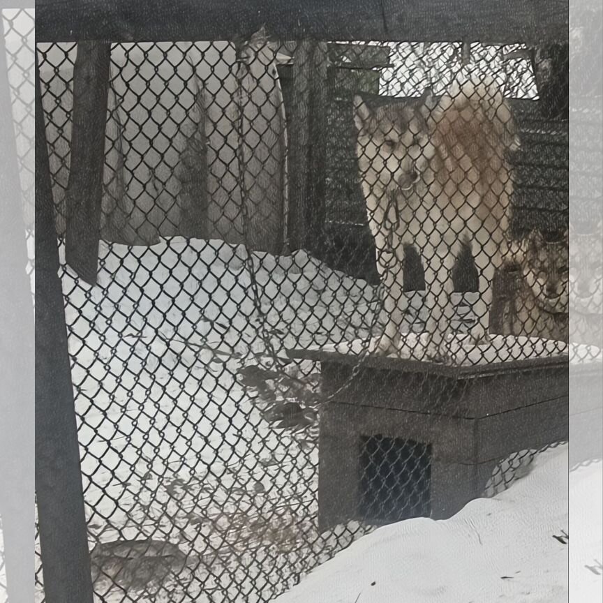 Лайка, щенок