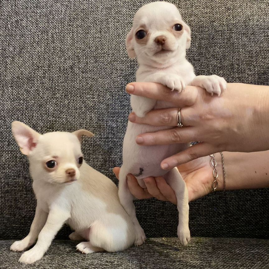 Девочки чихуахуа