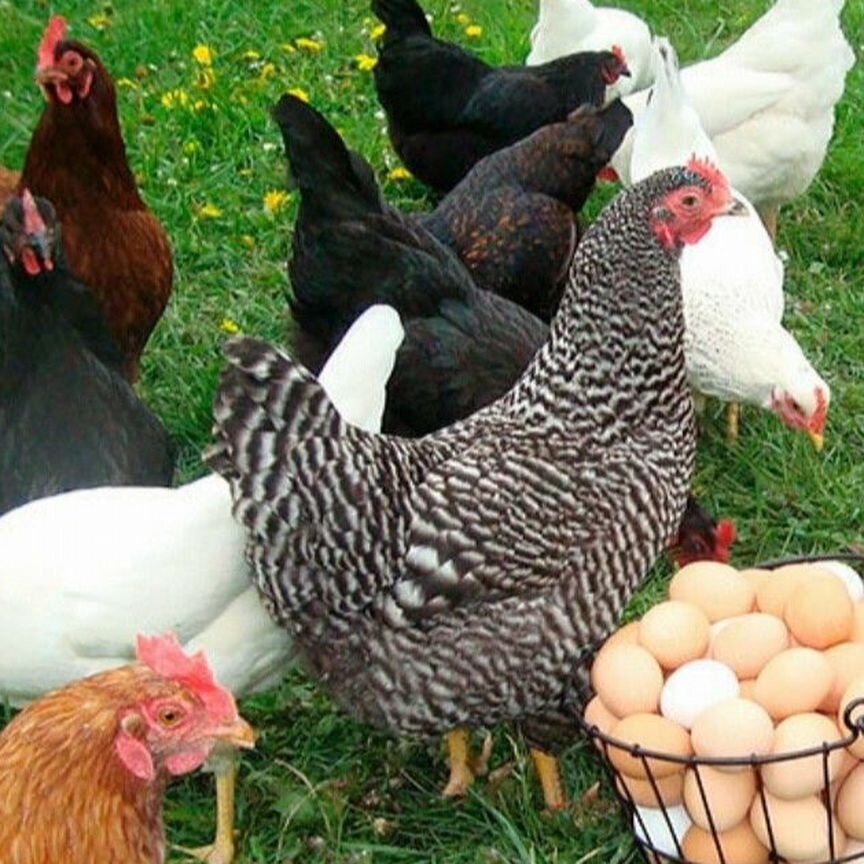 Семейка кур (петушок 4 курочки)