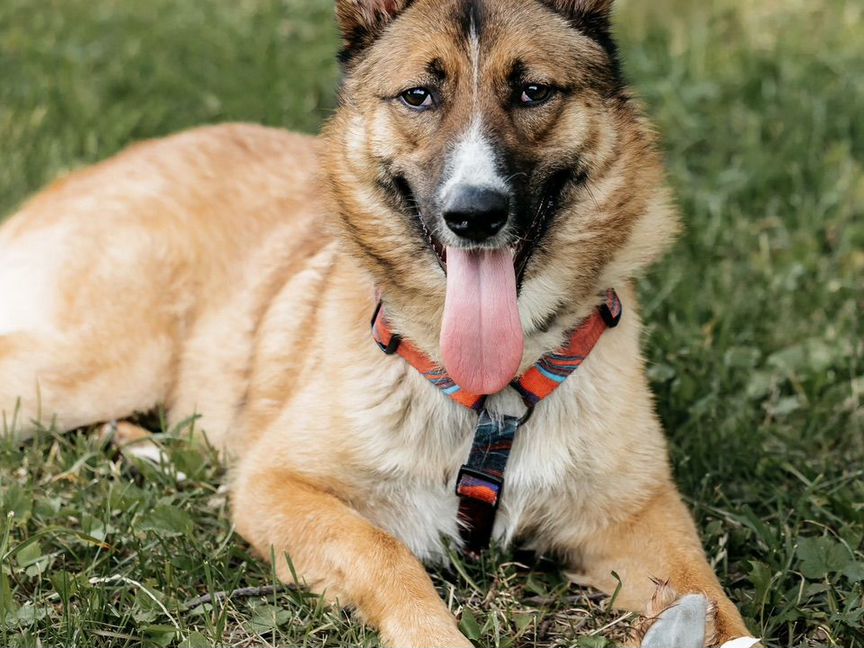 Молодой и красивый лис в добрые руки