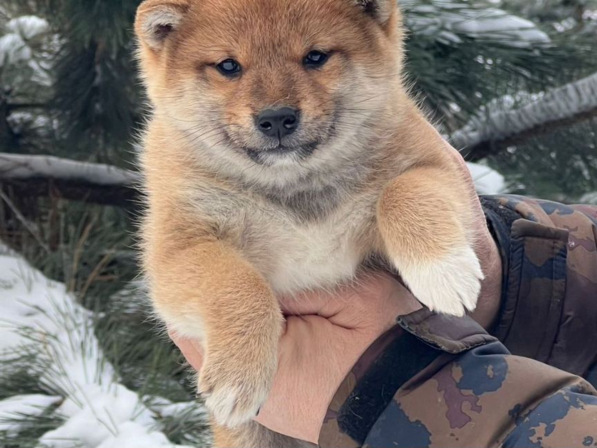 Малышка сиба может стать вашей