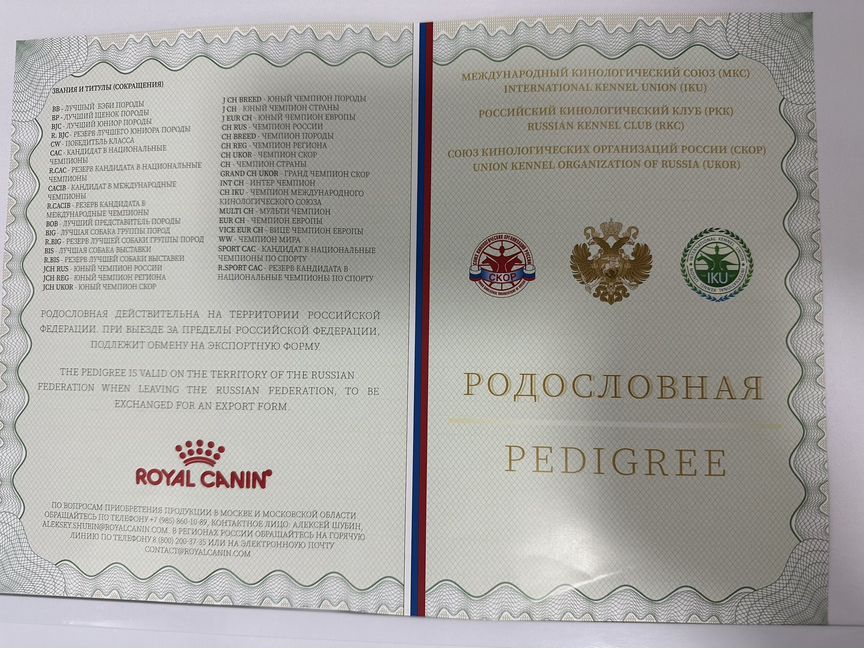 Питбуль вязка