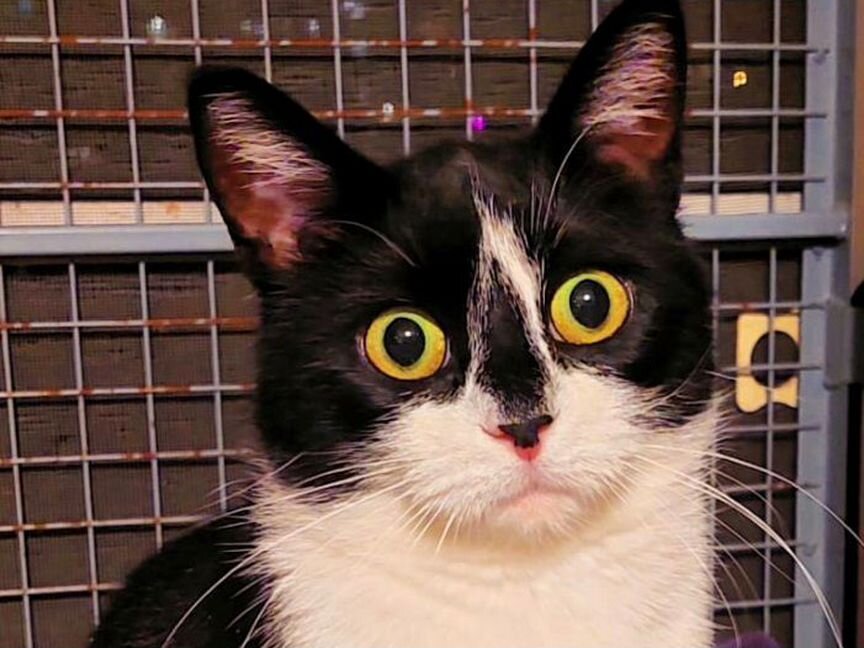 Крошка-кошка Брошка