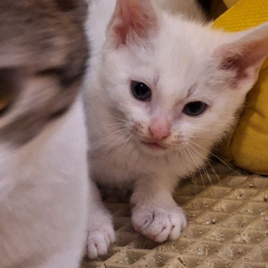 Котёнок от кота породы Као Мани