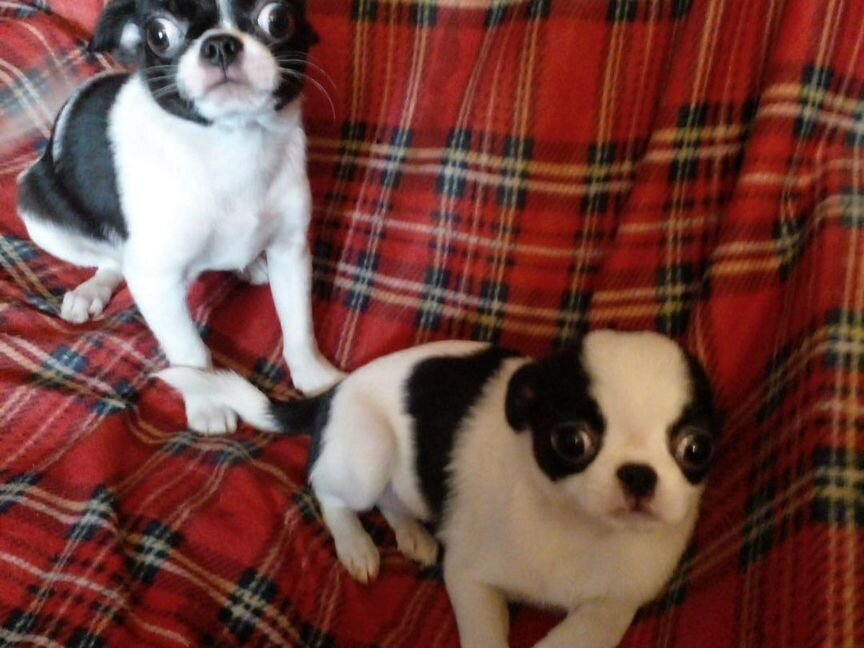 Чихуахуа щенки москва