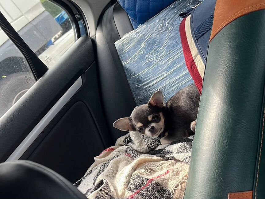 Чихуахуа сука 2 года