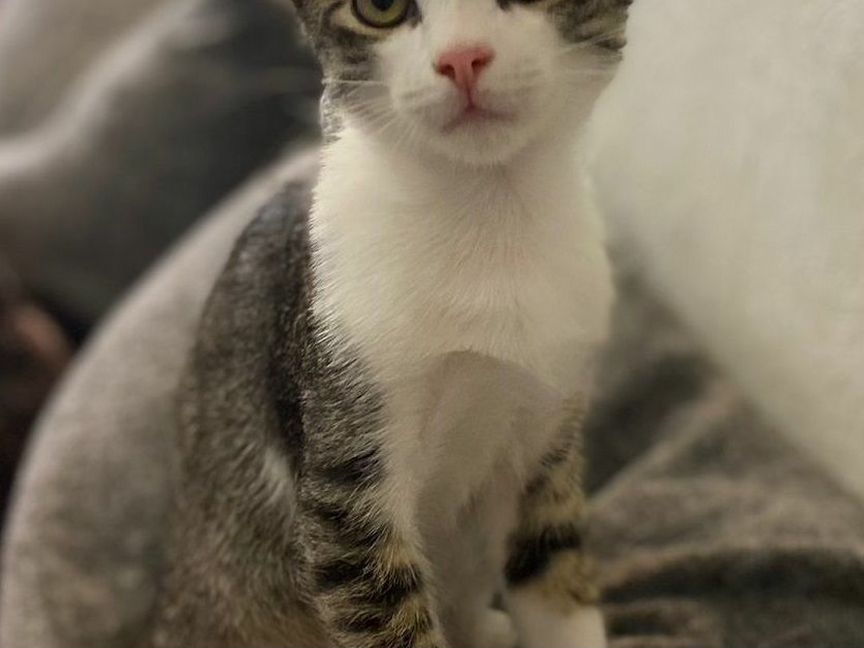 Полосатый Сема улыбака