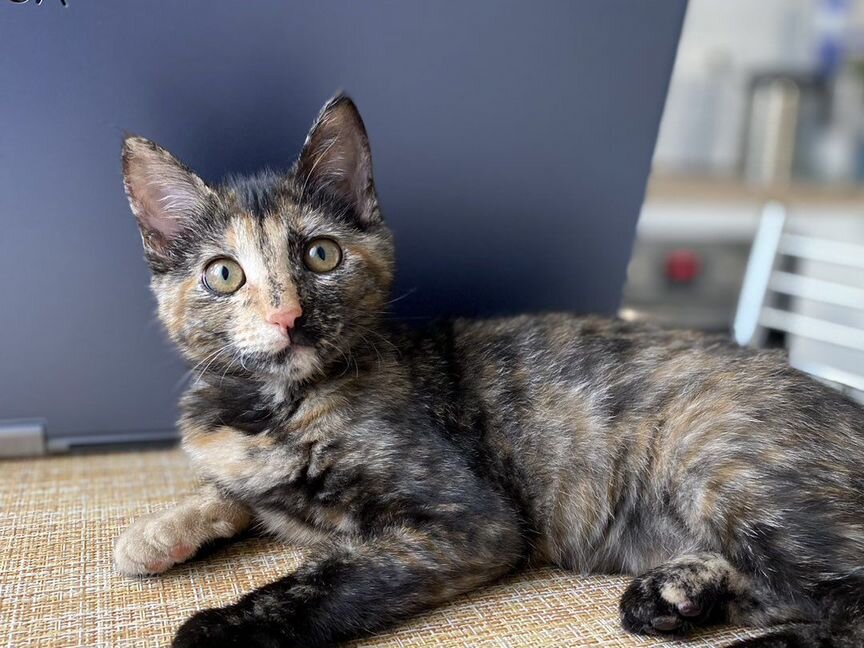 Котенок Джесси ищет семью