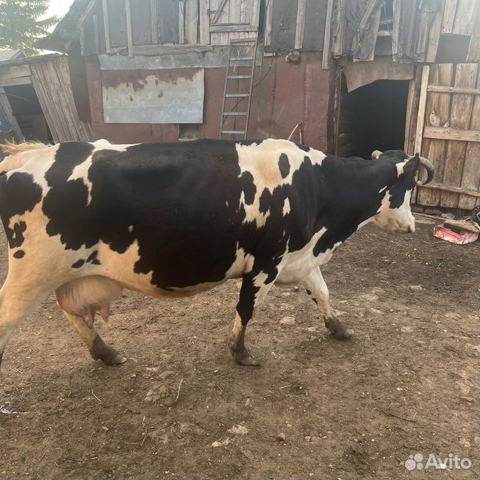 Корова дойная (20 литров молока в день)