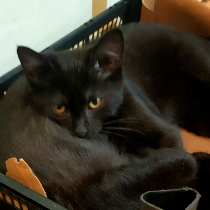 Котята братишки