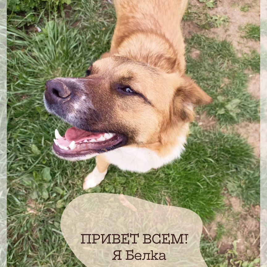 Щенок в добрые руки маленькая