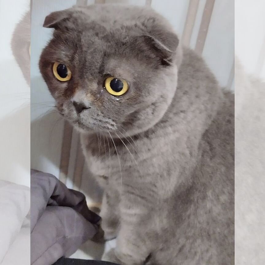 Шотландская вислоухая кошка