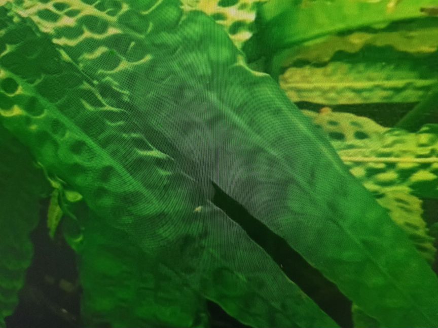 Криптокорина апоногенолистная