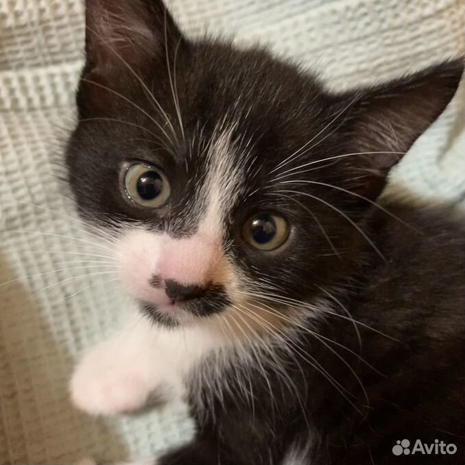 Котеночек мальчик