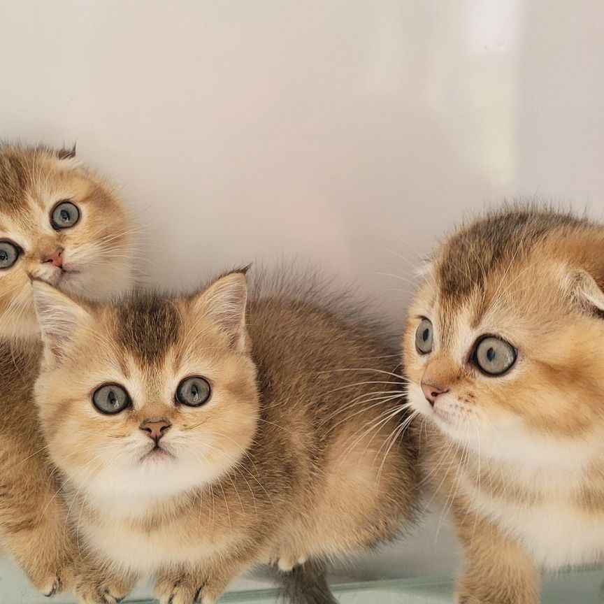 Шотландские котята золотых окрасов для Любимых