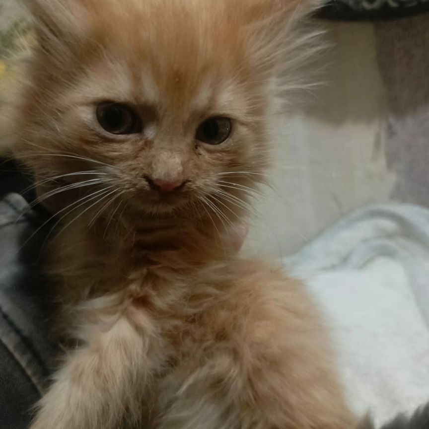 Нашли котенка мальчик на рынке