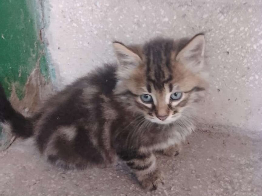 Котята в добрые руки бесплатно мальчик
