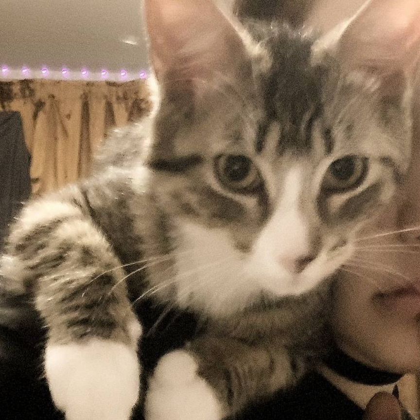 Котик в добрые руки