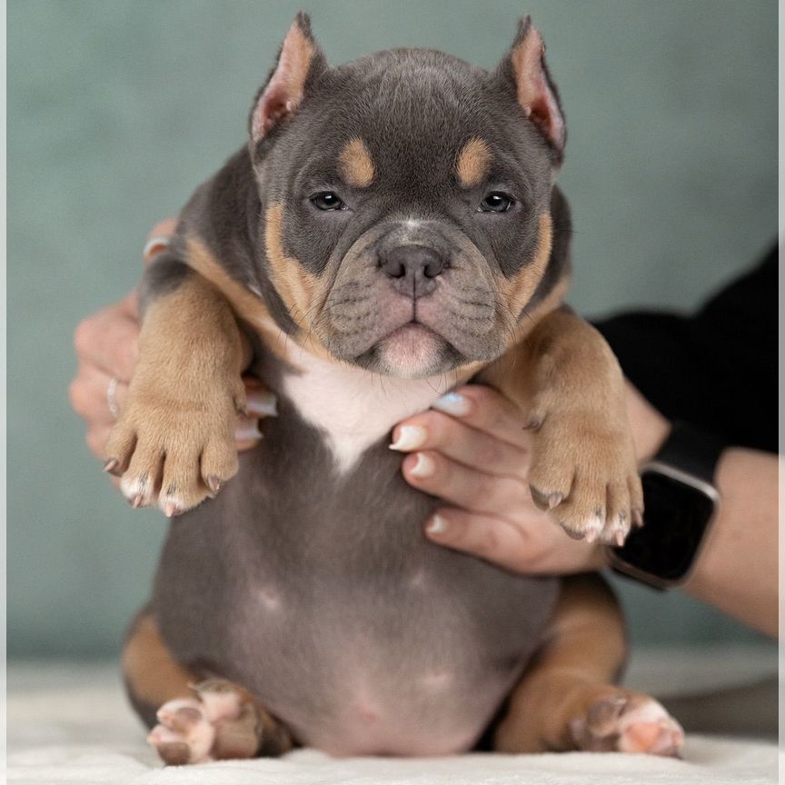 Американский булли, щенок