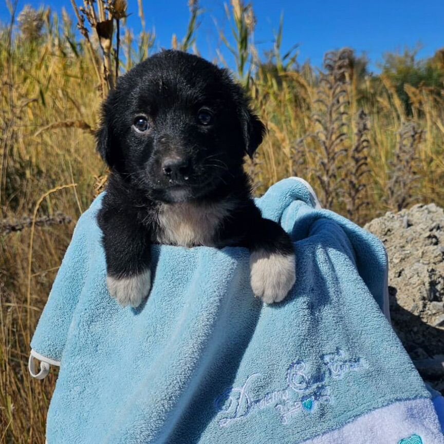Плутоша ждет родителей