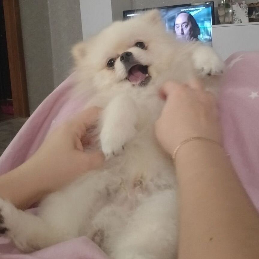 Случка, Кабель, не развязан