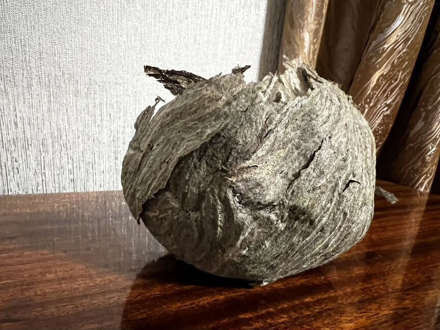 Осиное гнездо