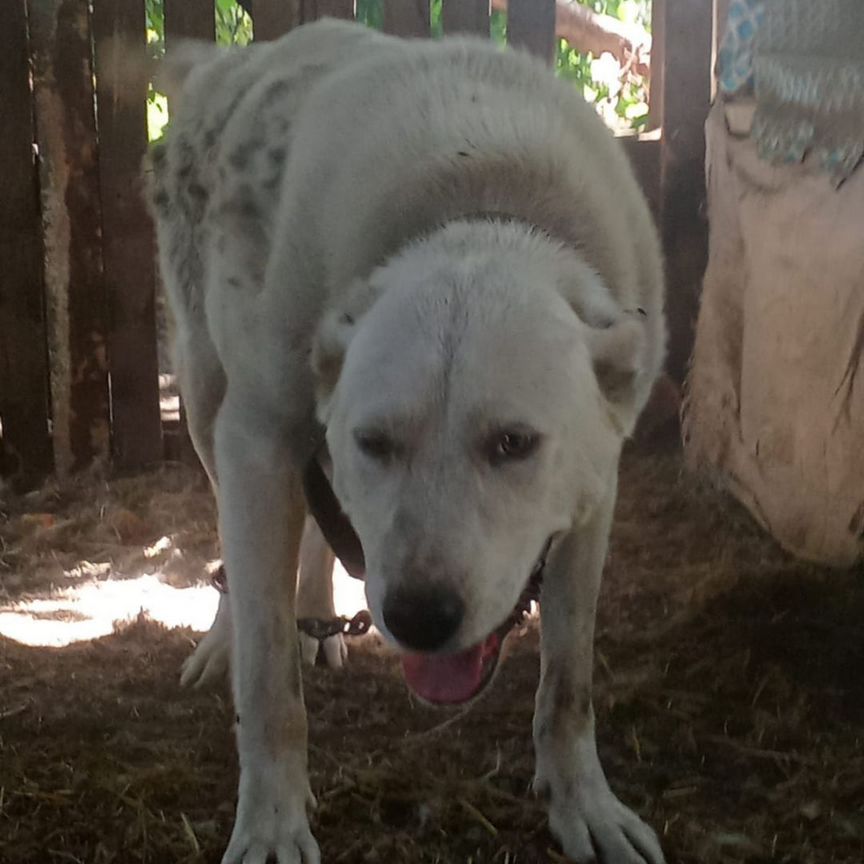 Среднеазиатская овчарка алабай