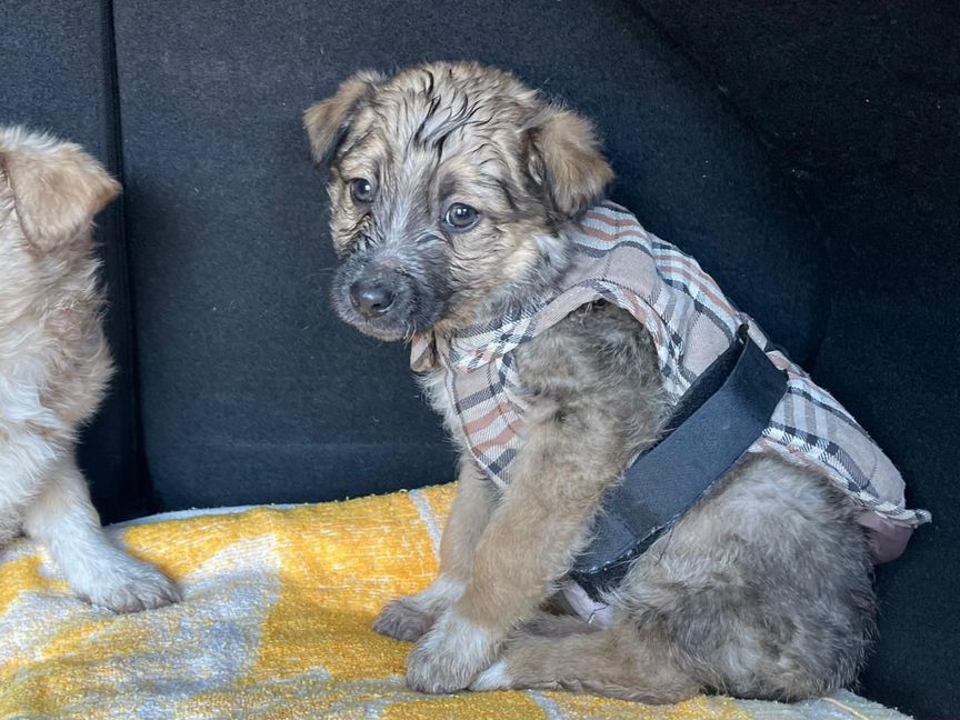 Щенок в добрые руки бесплатно маленькая порода