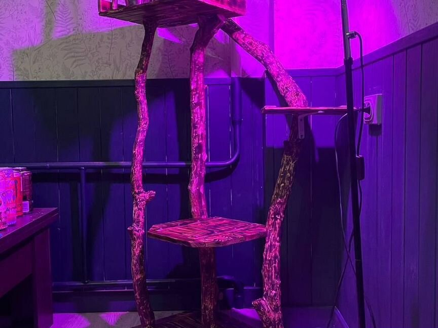 Комплекс для кошек