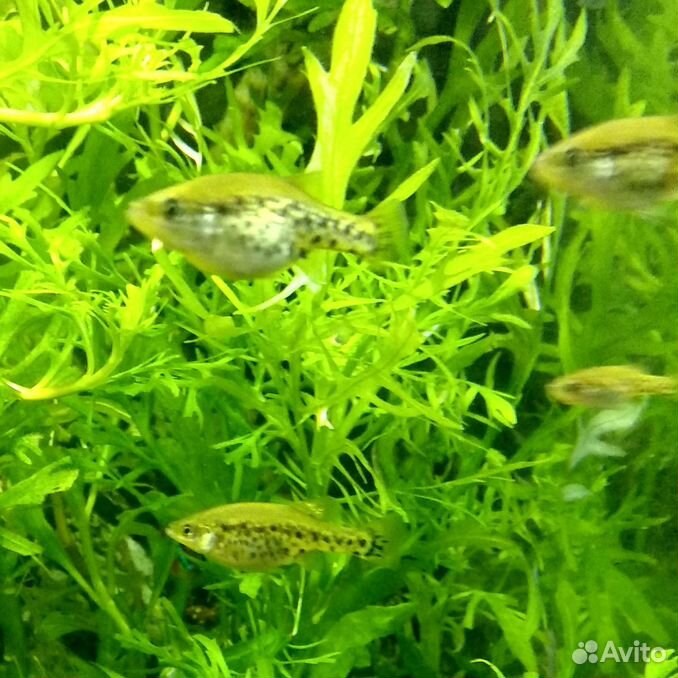 Живородка Амека