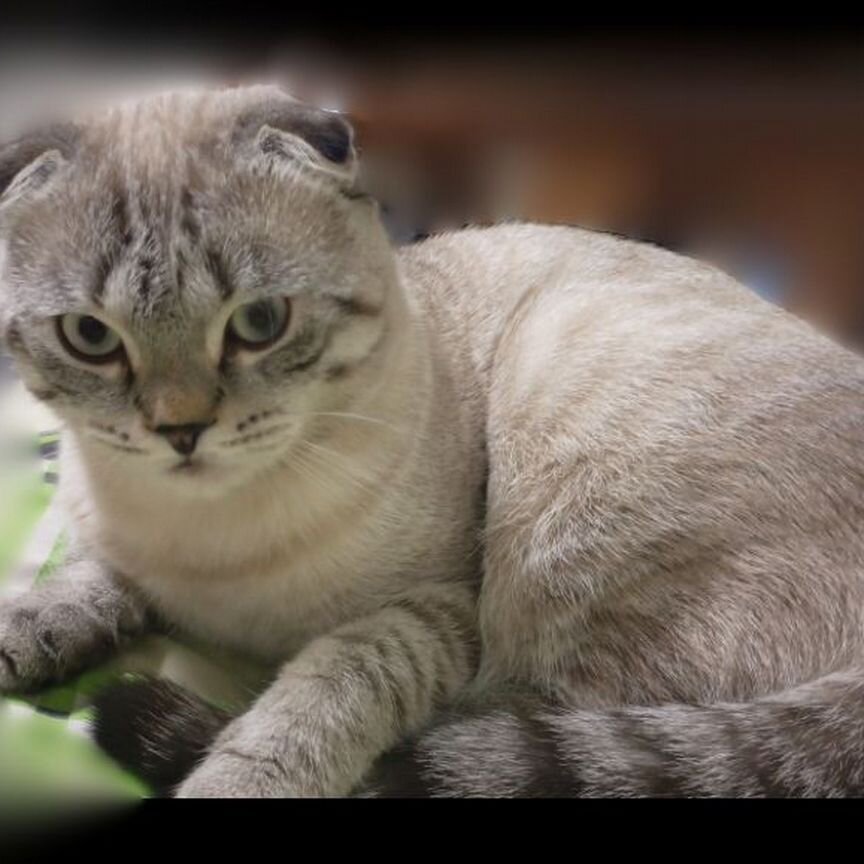 Шотландский кот вязка