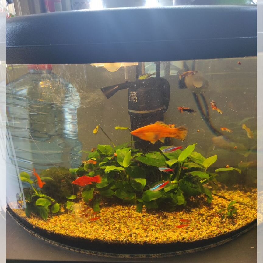 Мальки меченосца