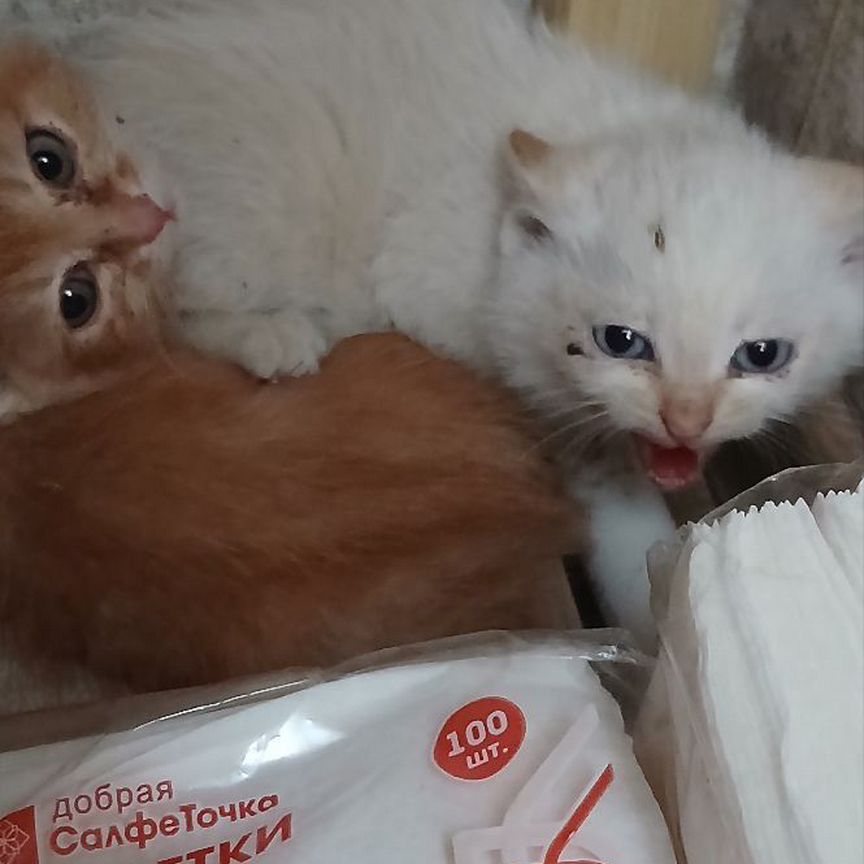 Котята в добрые руки