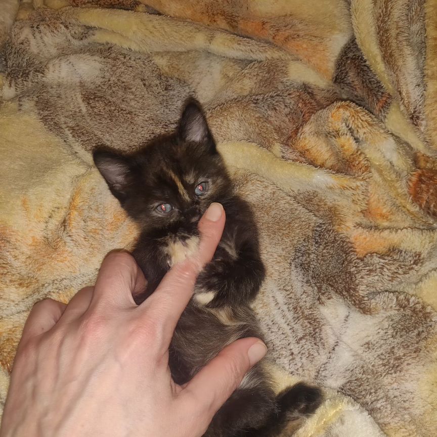 Котята метисы