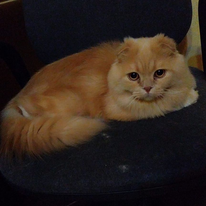 Продаётся котик шотландский вислоухий