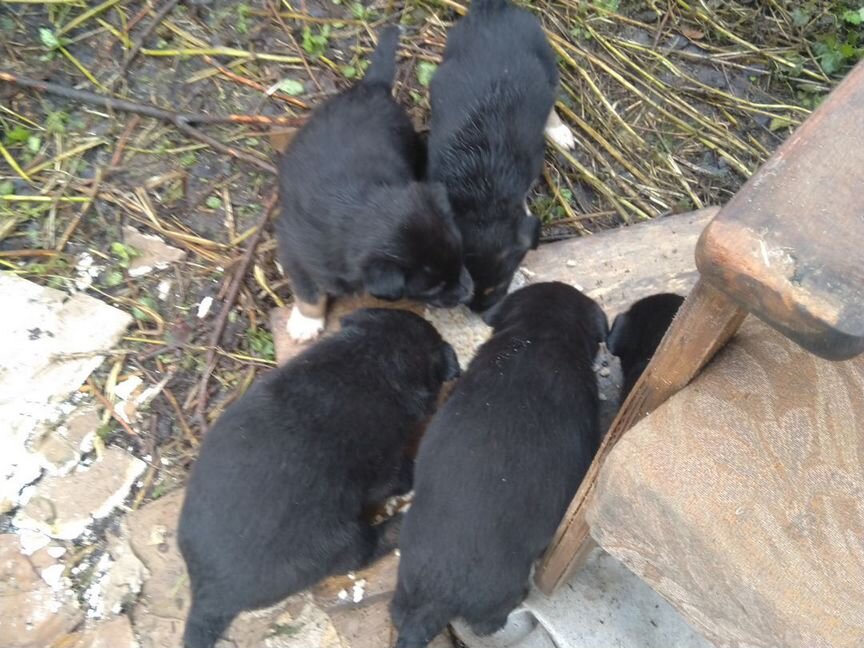 Собака в добрые руки отдам бесплатно