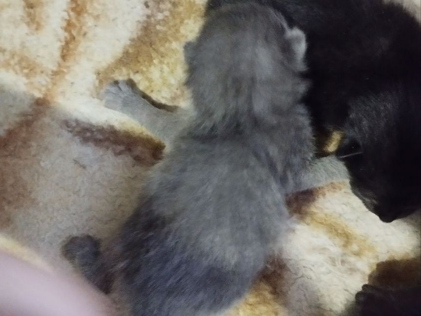 Котенок в добрые руки