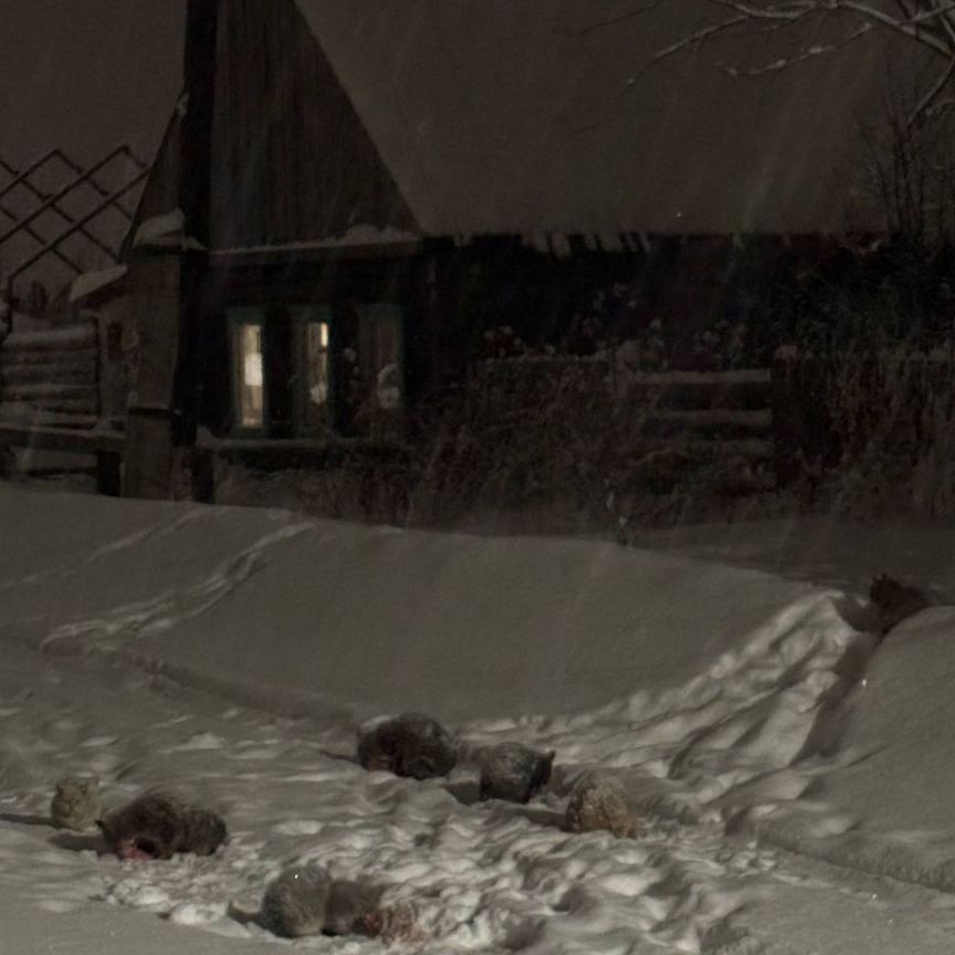 Взрослая, Девочка кошка в добрые руки