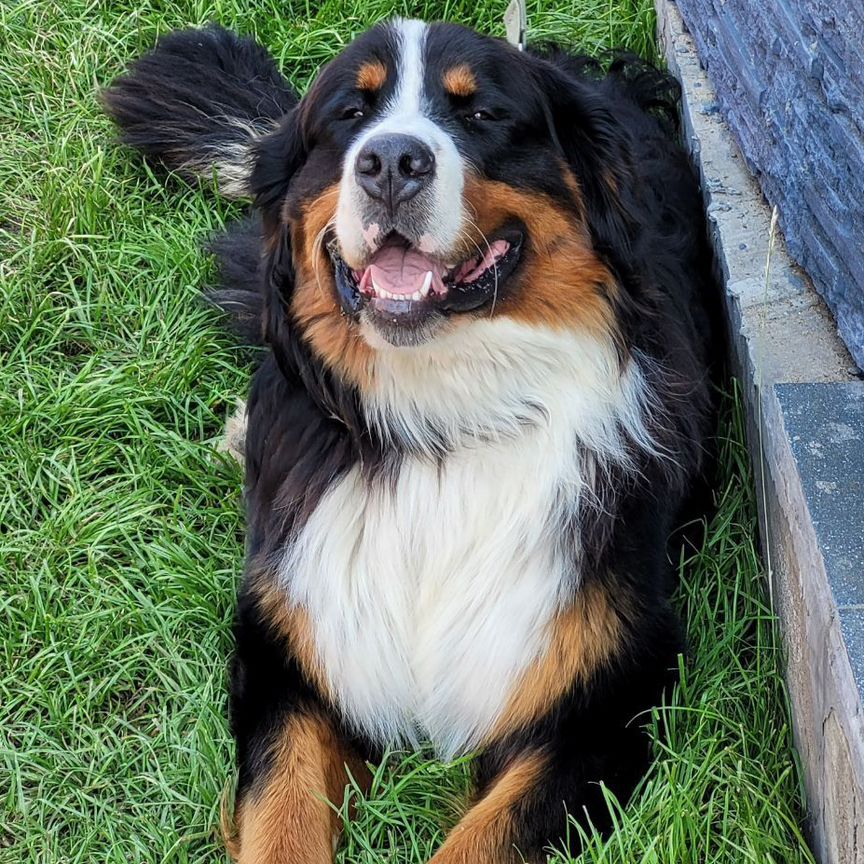 Бернский зенненхунд вязка