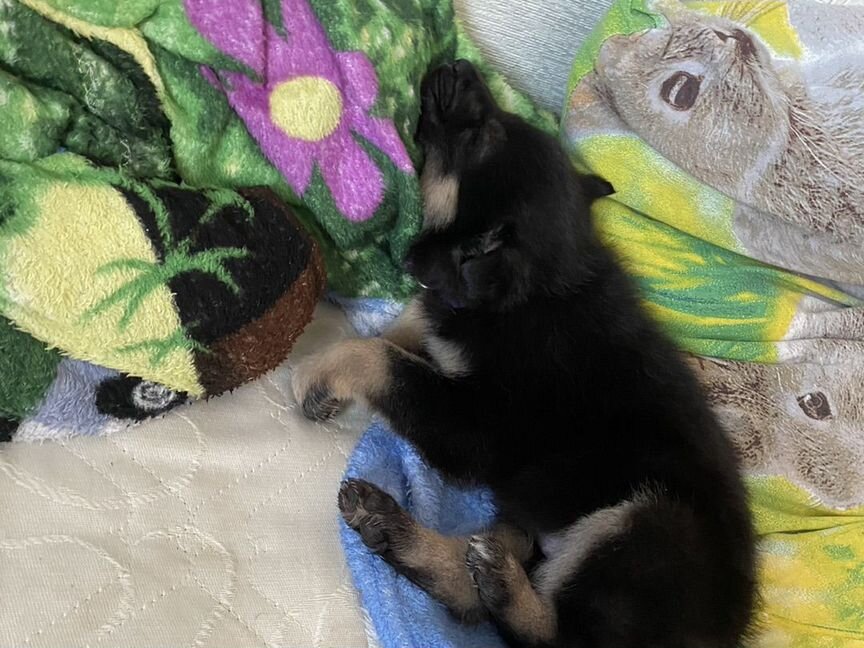 Щенок в добрые руки