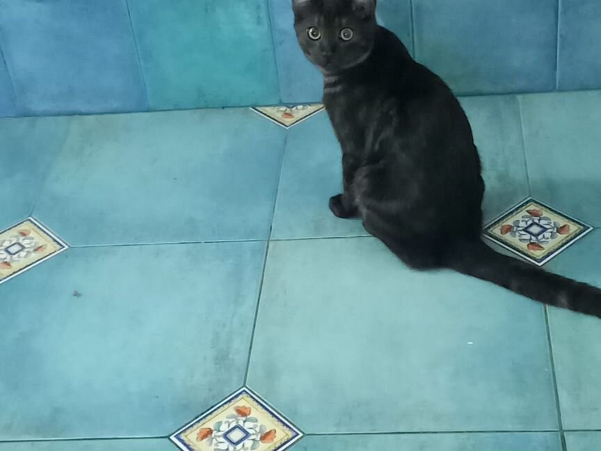 Потерялся кот