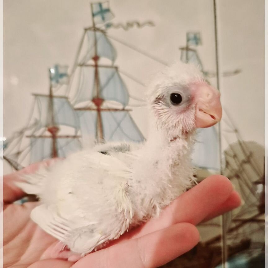 Новозеландский какарик ручной
