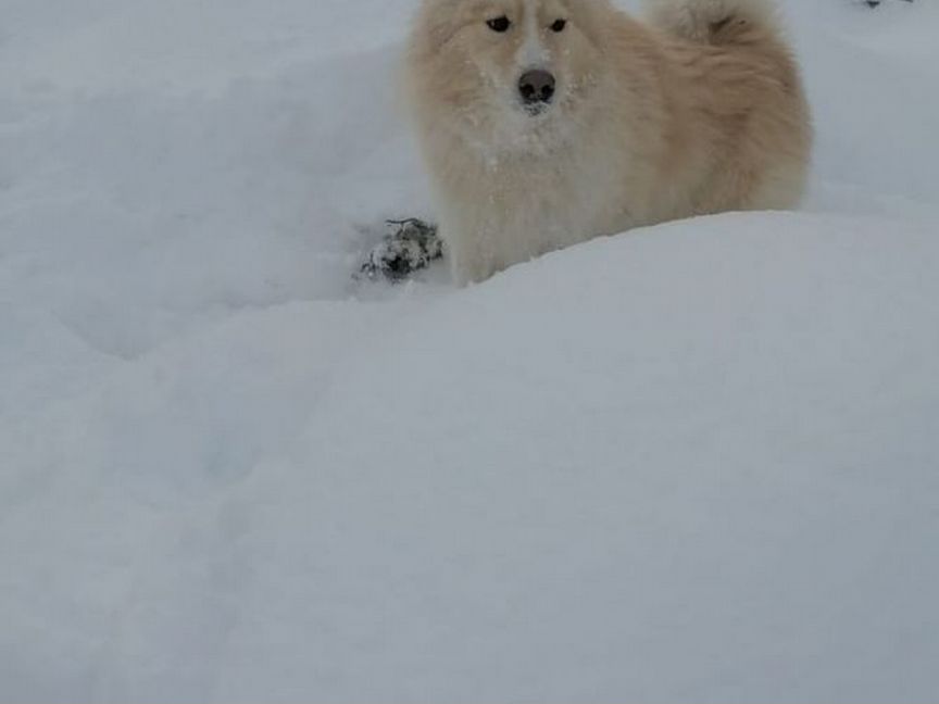 Метис самоеда кастрирован 2 года