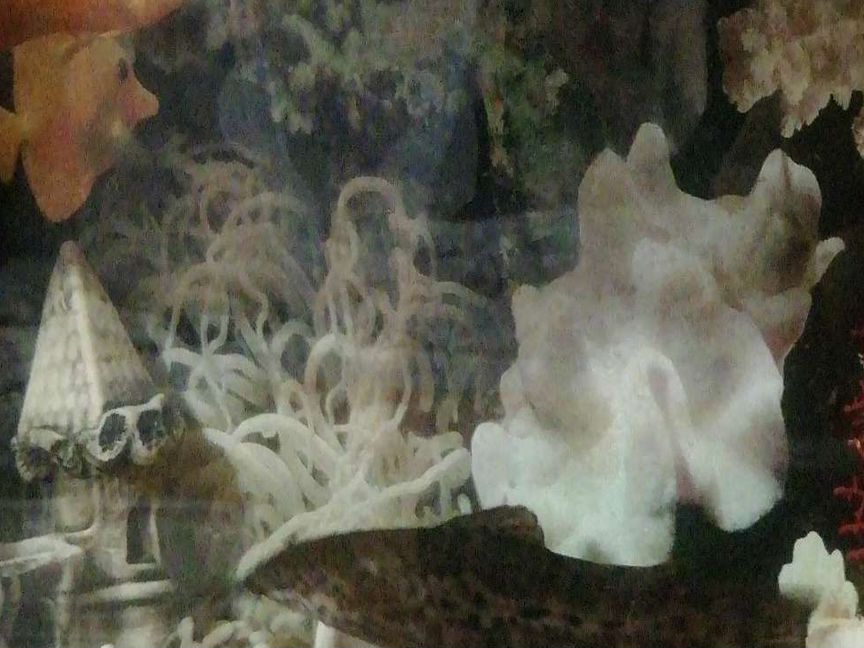 Аквариумные рыбки