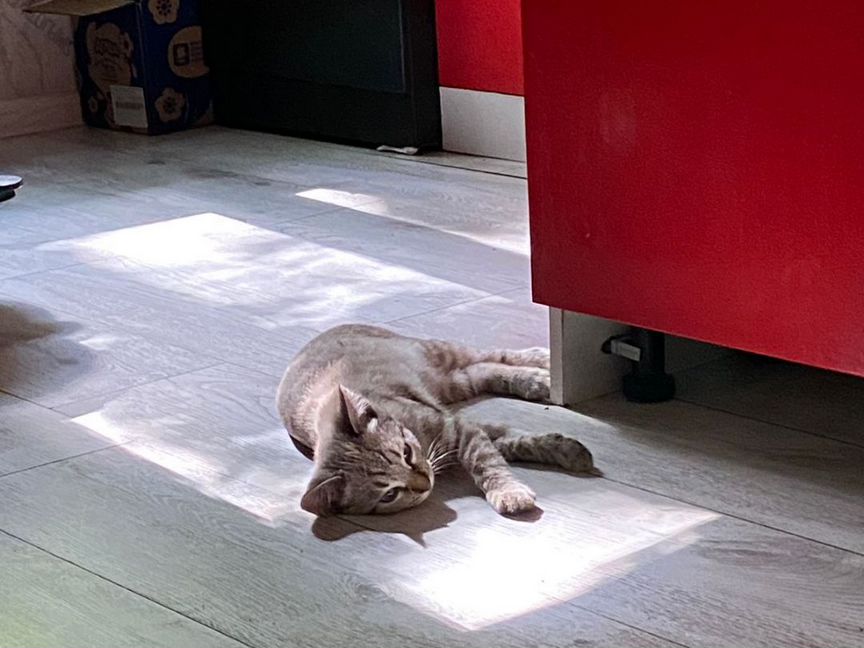 Котёнок