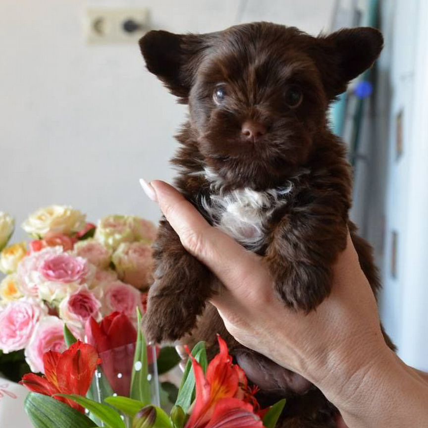 Йоркширский терьер, щенок