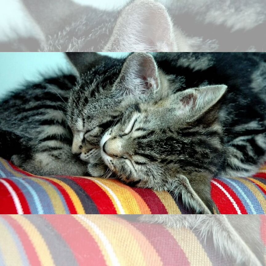 Спящие ангелы котенок мальчик