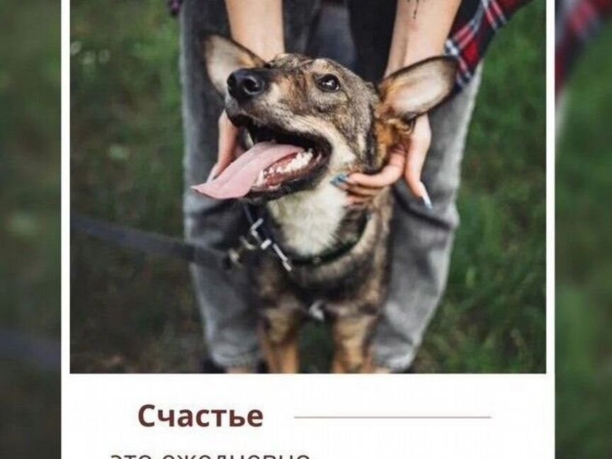 Щенок со сложной судьбой в добрые руки
