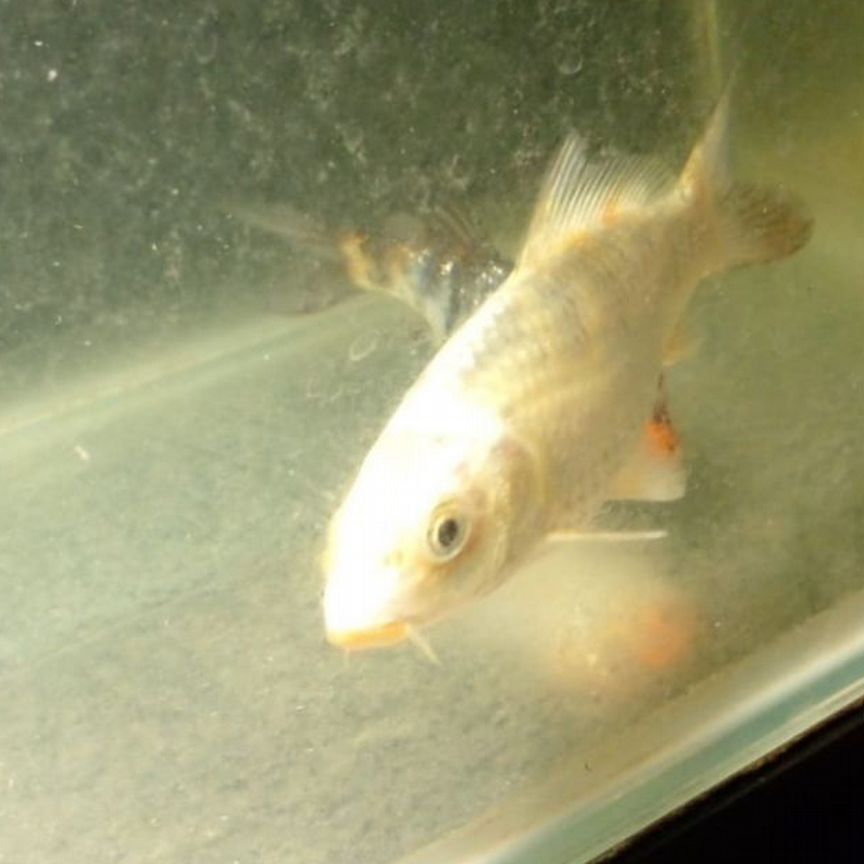 Аквариумные рыбки